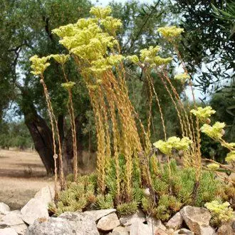 Coid Coid（Sedum Sediforme）