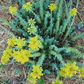 雕刻痉挛（Sedum Rupestre，Sedum Reflexum）