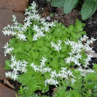 Троби шакли (tedum tallatum, Амрикои Тайёрӣ)