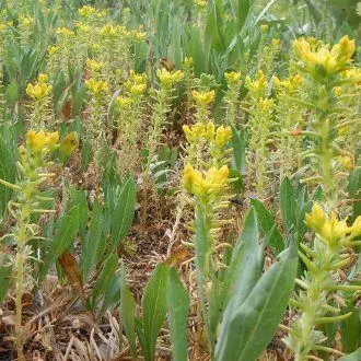 ගිම්හාන solid න (SEDUM Steenopum)