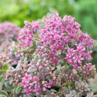 evers sedum ewersii.