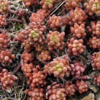 Albert的夹子（Sedum Affine，Sedum Alberti）