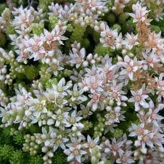 Sedum gracil (ғусса)