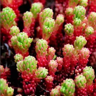 Sedum Lydium（Sedum Lydium）