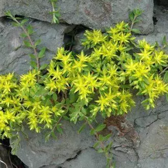 Sedum Sarmentosum.