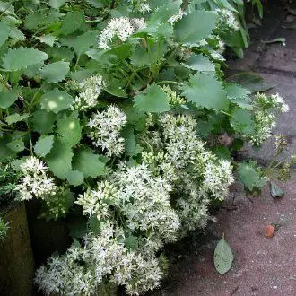 Poolet Sedum（Sedum panulifolium）