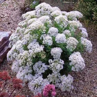 Sedum tatarinowii（Sedum tatarinowii）