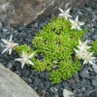 巨魔钳（Sedum Trollii）