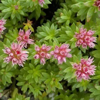 Sedum Anacamperos Clamp Anakapseros