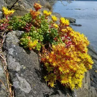 俄勒冈州Sedum Oriebanum.