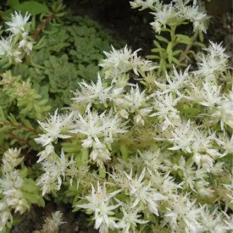 Sedum sedum glaucophylum.