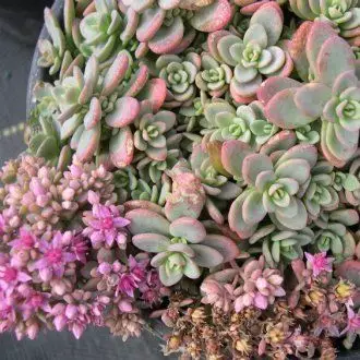 Корти зебо (Пулкари sedum)