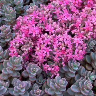 崩溃的疯狂（Sedum cyaneum）