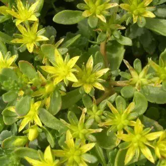 SEDUM杂交（SEDUM Hybridum）