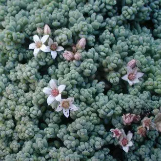 癌症分数（Sedum dasyphylum）