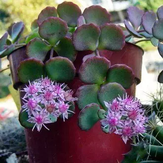 Сибололдий (Sedum Sieboldii)