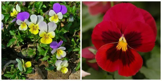 वायलेट pansies