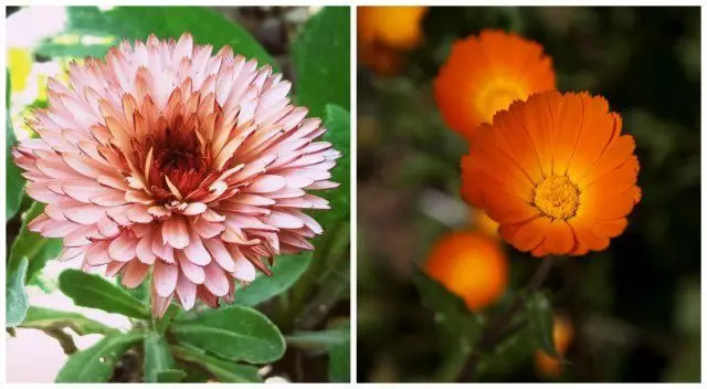 Calendula Nogoba