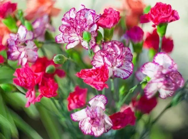 Carnation sababi.