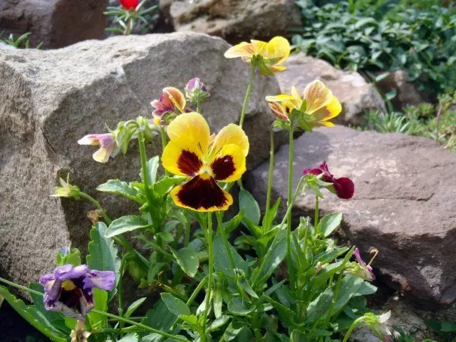 Pansies