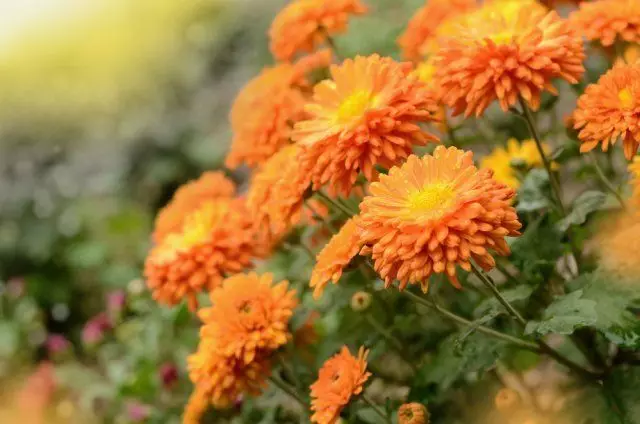 Chrysanthemum