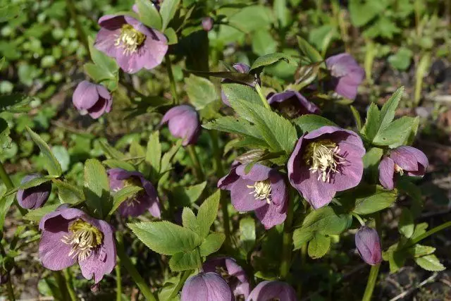 hellebore