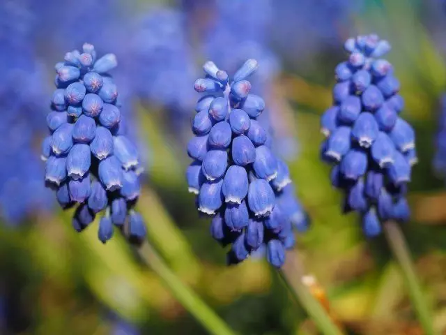 Muscari.