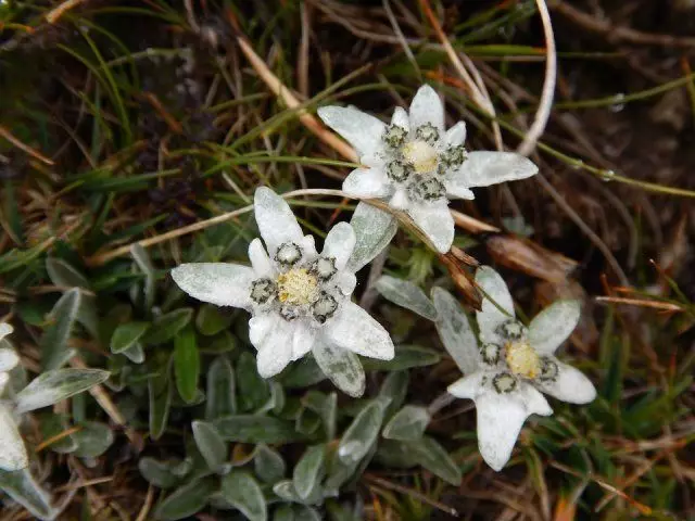 Edelweiss.