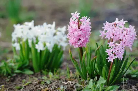 8月にどの花を入れて蒔くのは何ですか？ 1218_8