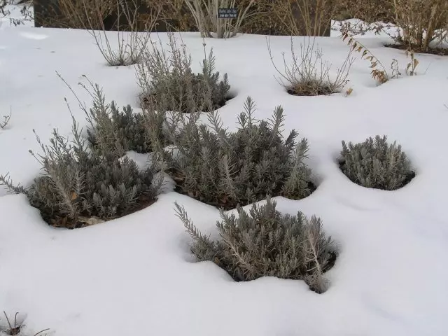 Lavender ha e tsohe nakong ea selemo