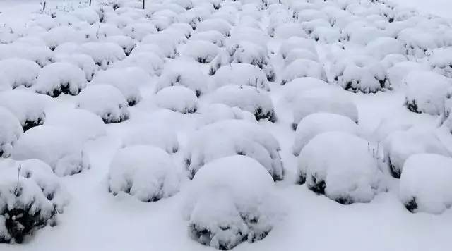 Lavanda se nije probudila