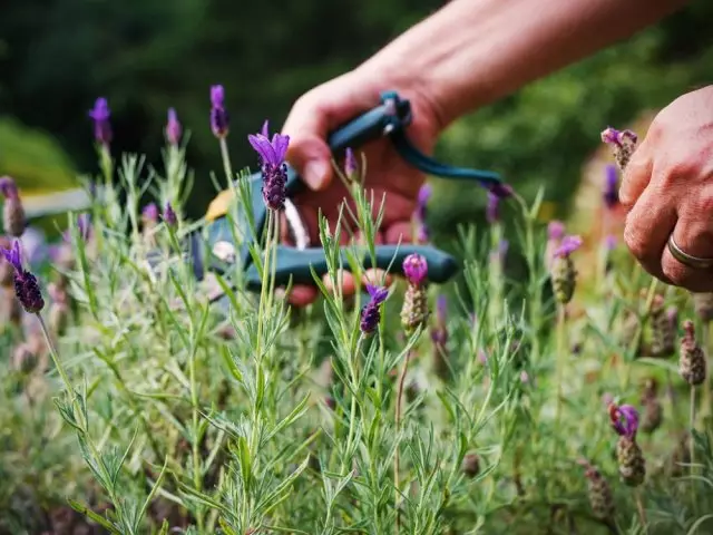 Lavender tidak bangun pada musim bunga