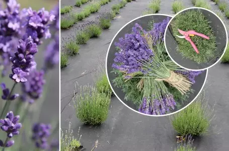 Lavanda bahorda uyg'onmaydi - nima qilish kerak? 1220_15