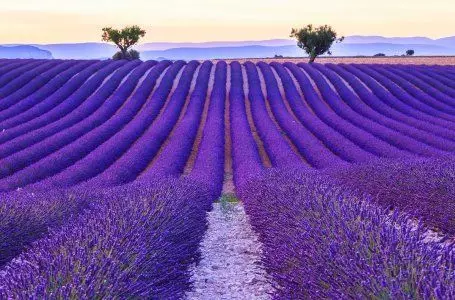 Lavanda bahorda uyg'onmaydi - nima qilish kerak? 1220_3