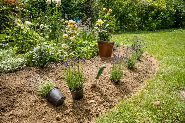 La lavande ne s'est pas réveillée au printemps