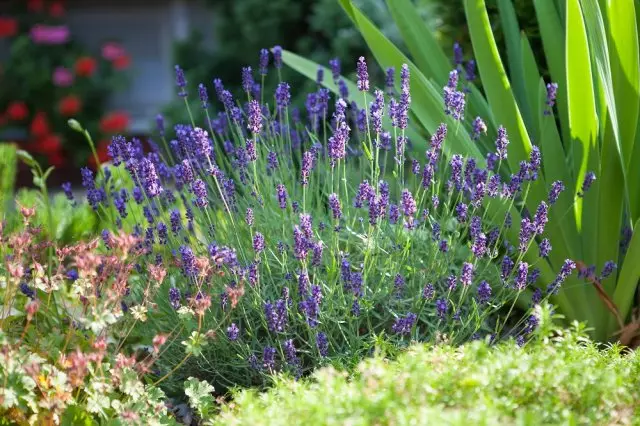 Lavender tidak bangun pada musim bunga