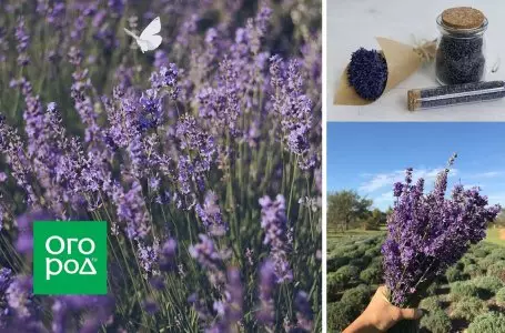 Lavanda bahorda uyg'onmaydi - nima qilish kerak? 1220_9