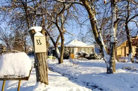 5 trajnica koje ne padnu u otvorenom tlu, bez obzira na to koliko ste pokušali