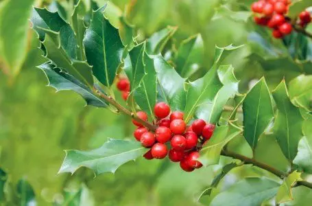 5 PÉRNIAS QUE NO CANDENEN EN CUERDO ABIERTO, NO CANTENIDO CONTANTE HUGO 1221_7