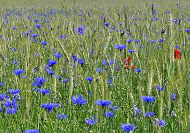 Flowerbed af fallegum illgresi