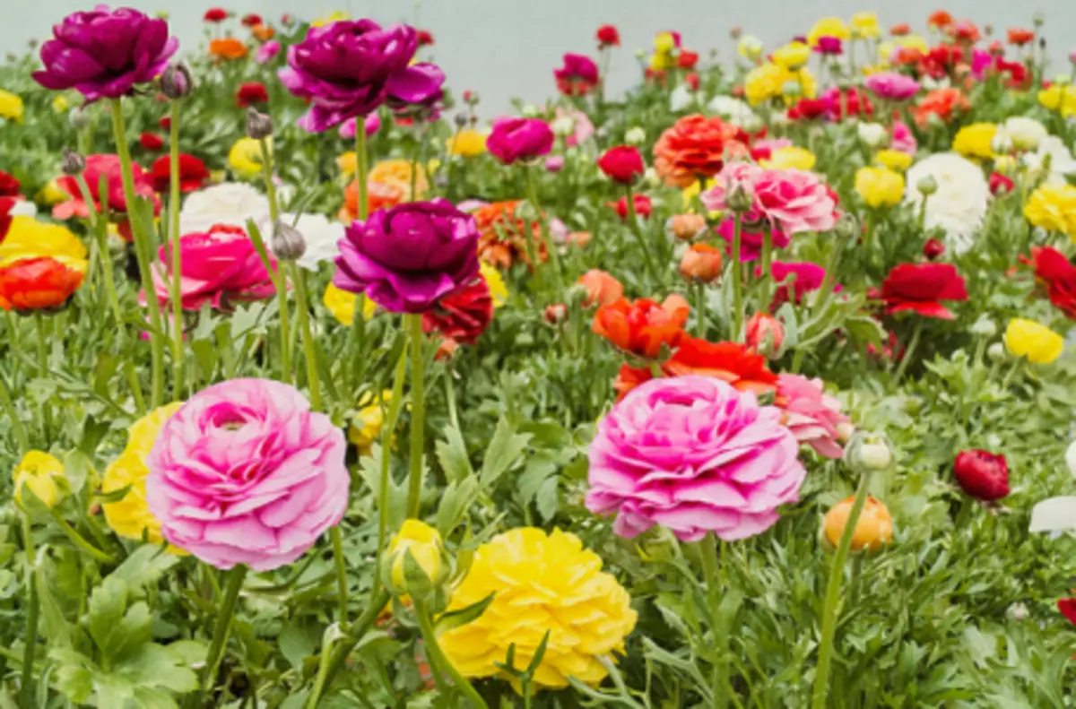 FlowerBed من الأعشاب الضارة: الحل لأولئك الذين كانوا جميعا متعبا 1222_14