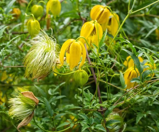 Clematis Tangutsky radar dashuri fara kultivim