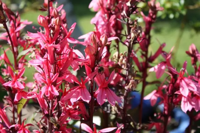 Lobelia ภาพถ่ายที่สวยงาม