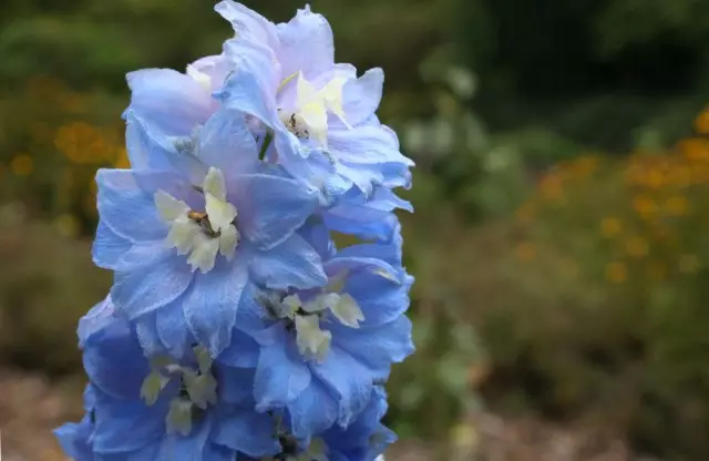 Delphinium belladonna yees duab