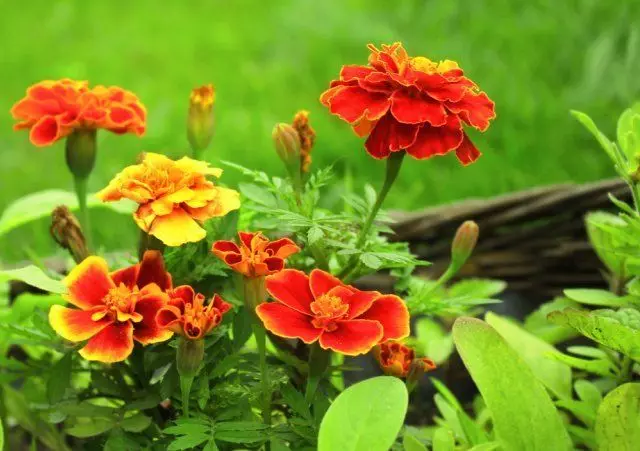 4月份幼苗植物的花朵