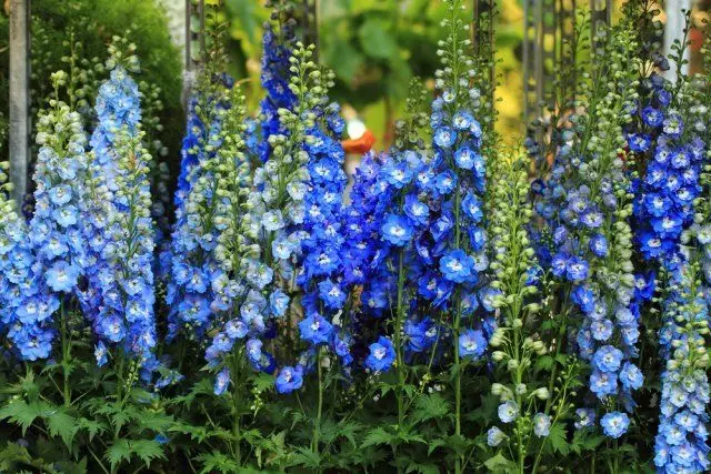 Melphinium