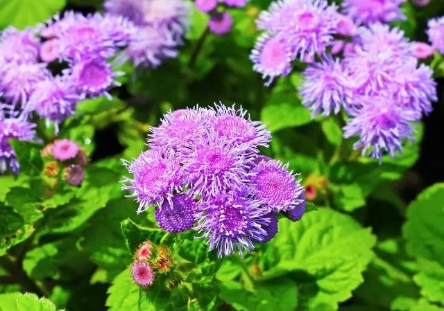 Ageratum