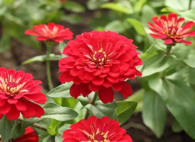 Zinnia