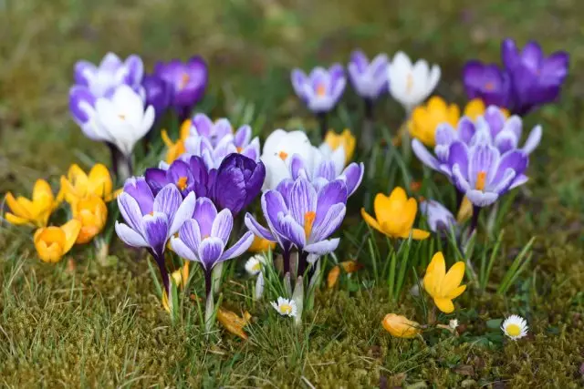 Crocus.