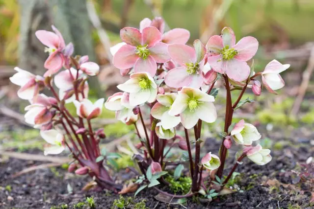 Hellebore